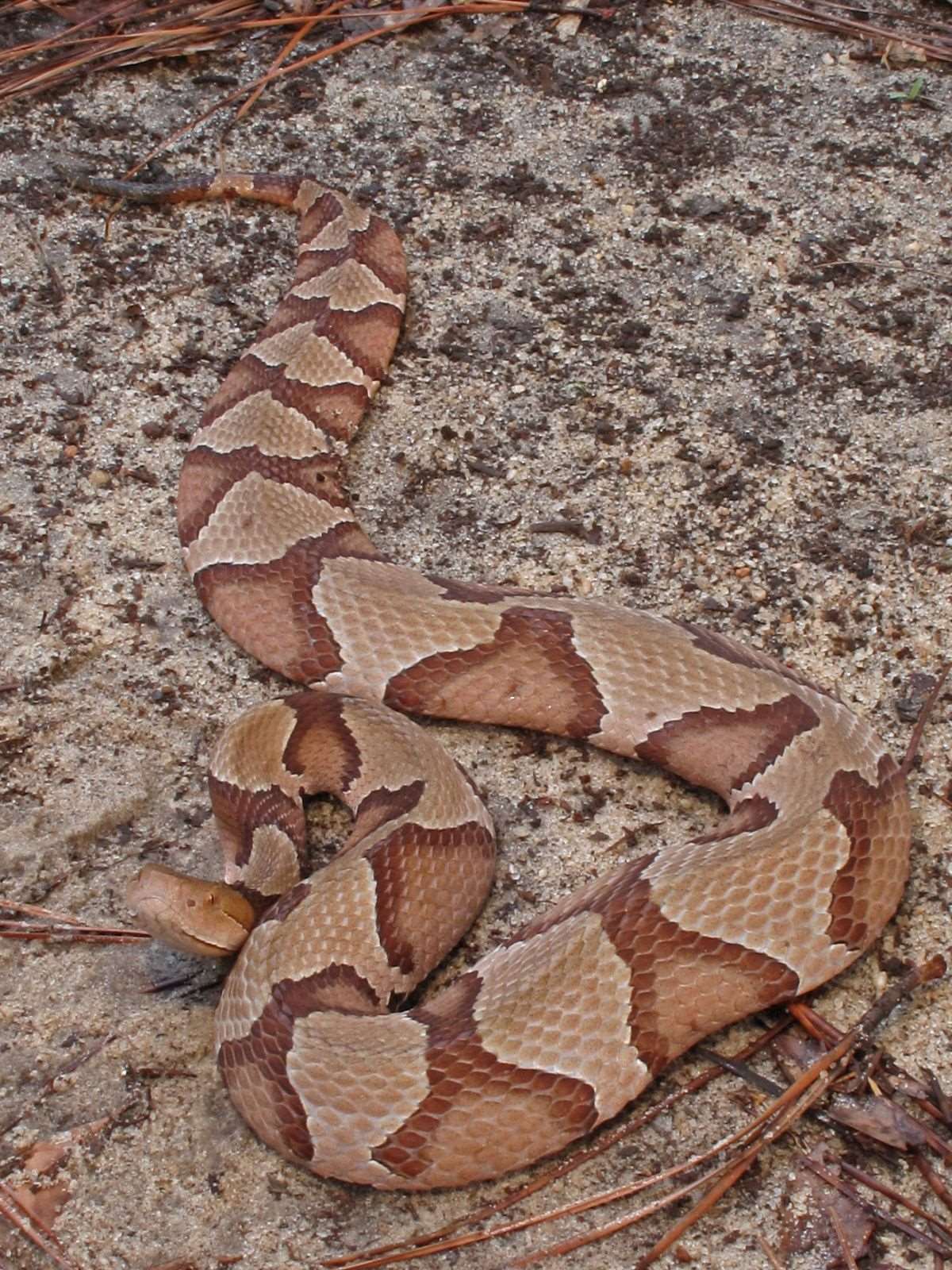CopperHead - Gravel Cyclist: The Gravel Cycling Experience