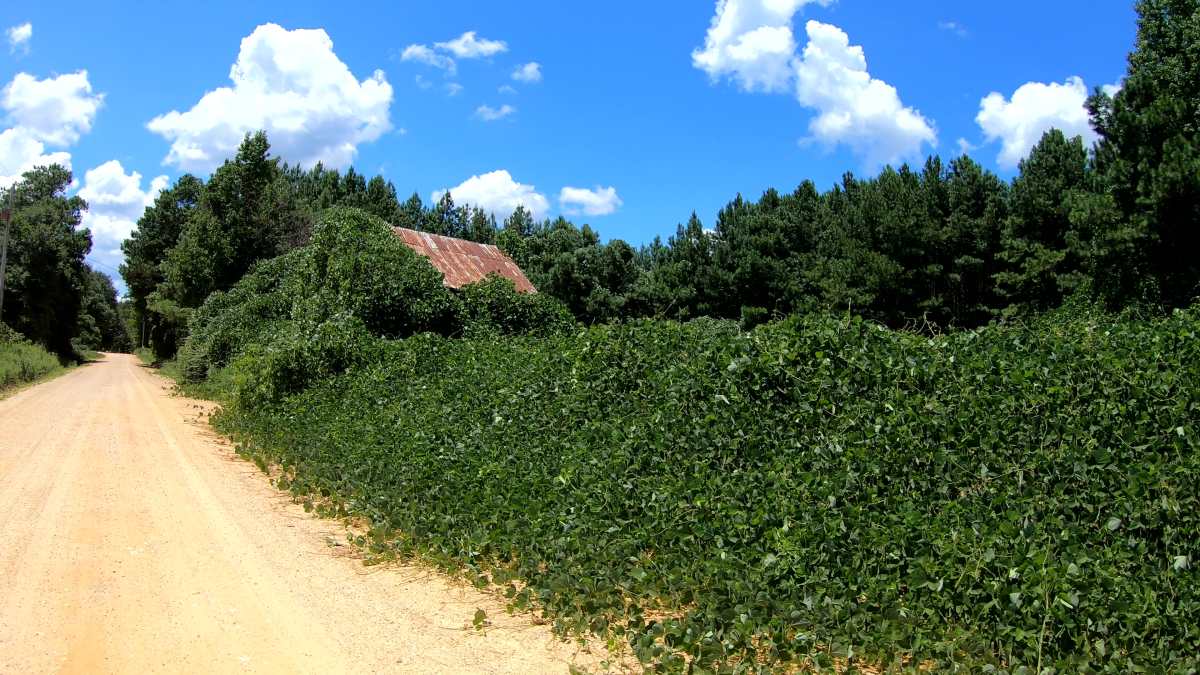Exploring the Forest Roads of L.A. (Lower Alabama) & Beyond, on a Hot ...